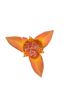 TigridiasMX – Un proyecto para la difusión y conservación de las ...